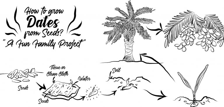 How To Grow Dates From Seeds? The best way to grow them - Go Grow Garden