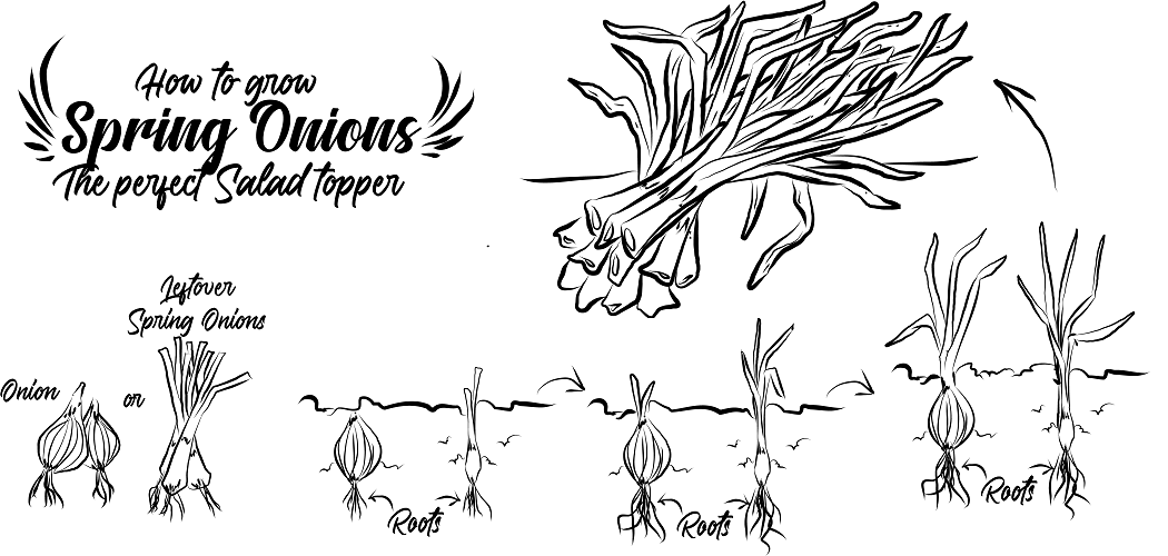 How To Grow Spring Onions? The Perfect Salad Topper - Go Grow Garden
