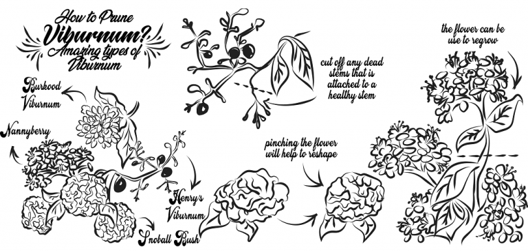 How To Prune Viburnum? Amazing Types of Viburnum - Go Grow Garden