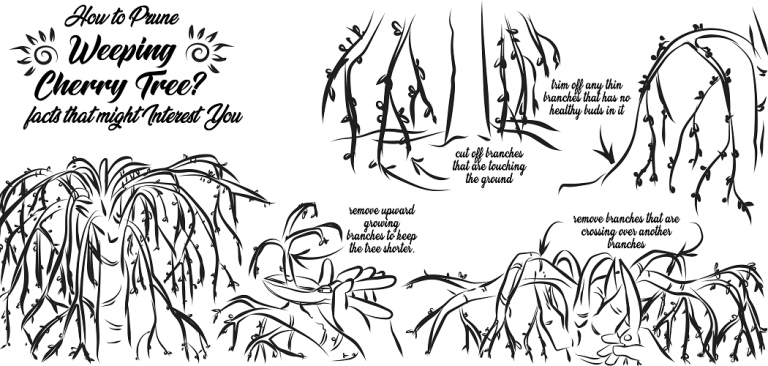 How To Prune Weeping Cherry Tree? 3 Facts That Might Interest You! - Go Grow Garden