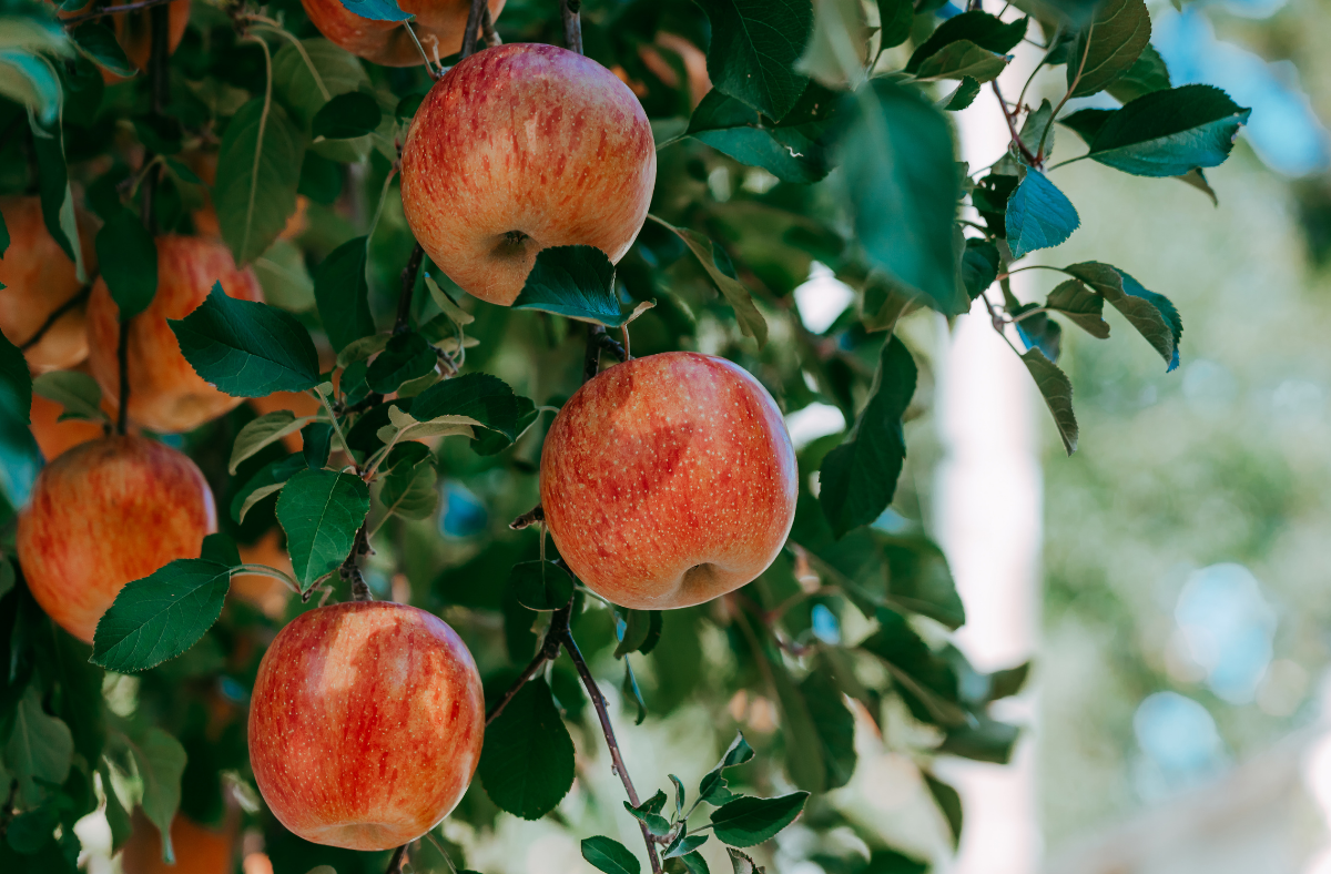 When to Pick Apples? For best results - Go Grow Garden