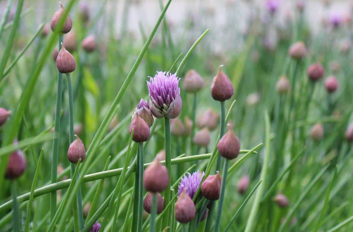How To Grow Chives? A Simple Money-Saving Solution - Go Grow Garden