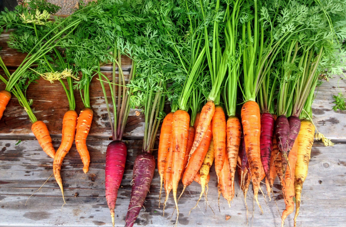 The Ultimate Guide to Growing Carrots 2023 - Go Grow Garden